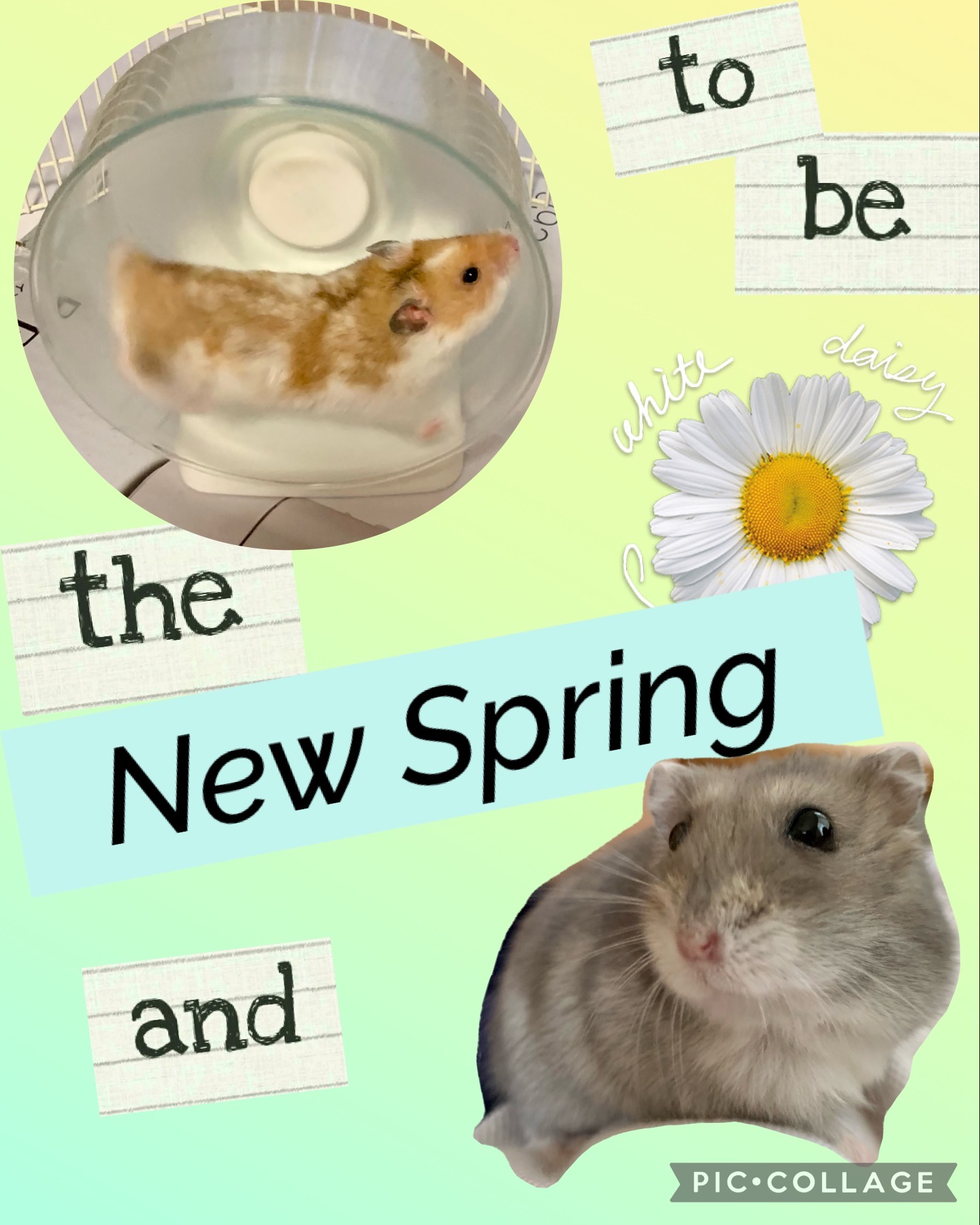 心機一転☆新しい春🌸お題『直観の通り道を邪魔しない』 | Maikoism